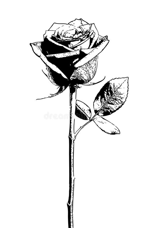 Linear Stamp-style Drawing of a Rosebud with Leaves — Timeless and ...