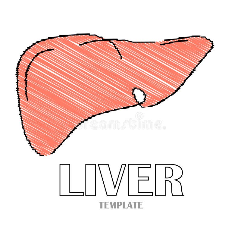 Linear Stylized Drawing of Liver Stock Vector - Illustration of ...