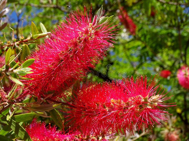Linearis De Callistemon Da Flor Do Bottlebrush Na Flor, Madri, Espanha ...