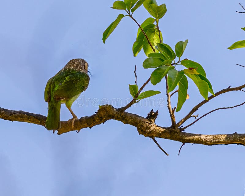 Lineated Barbet resting stock photo. Image of wing, wild - 277031808