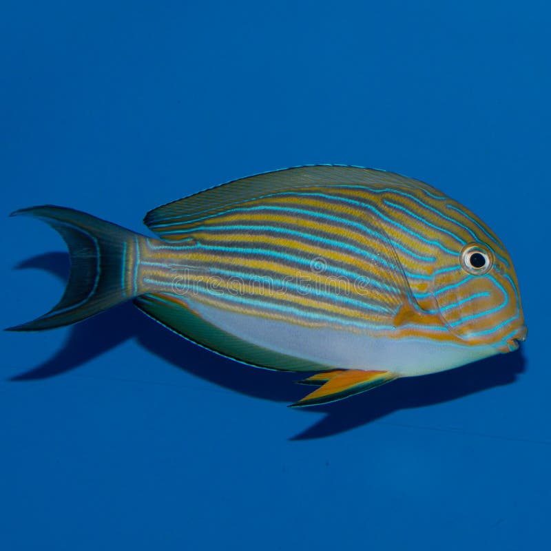 Lineatus De Tang Fish Acanthurus De Clown Image stock - Image du ...