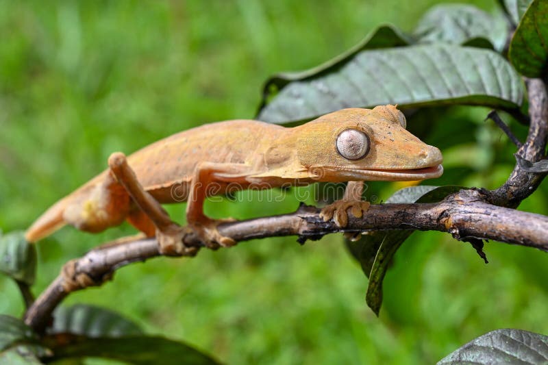 Lined flat-tail gecko stock image. Image of amphibian - 286234271