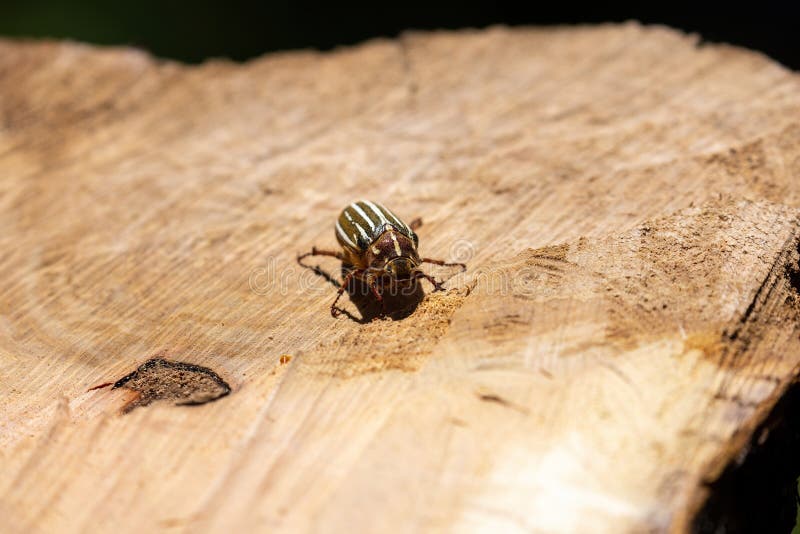 10 Lined June Beetle Crawling on Large Stump Stock Image - Image of ...