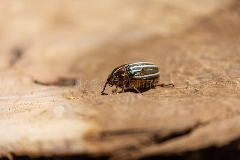 10 Lined June Beetle Crawling on Large Stump Stock Image - Image of ...