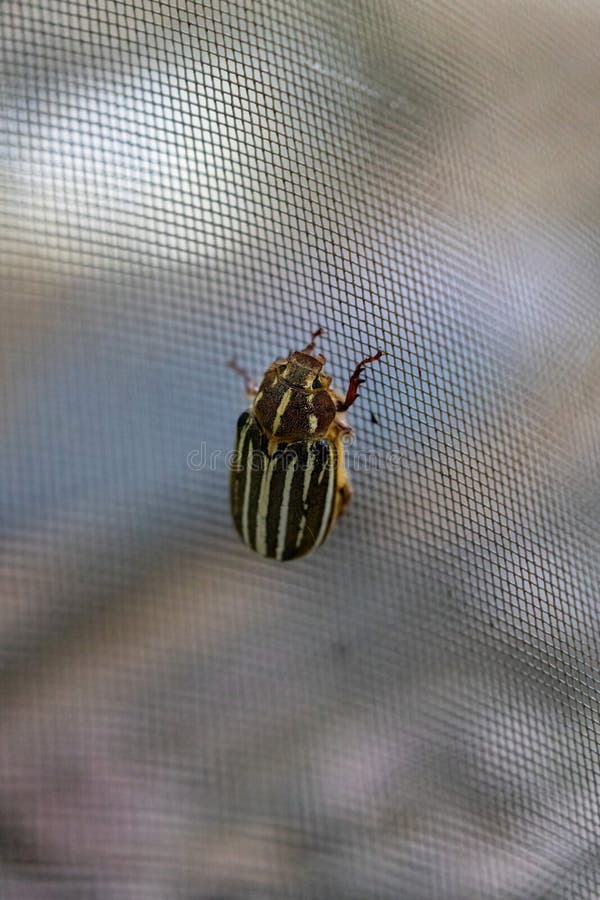 10 Lined June Beetle on a Screen Stock Photo - Image of earth, explore ...