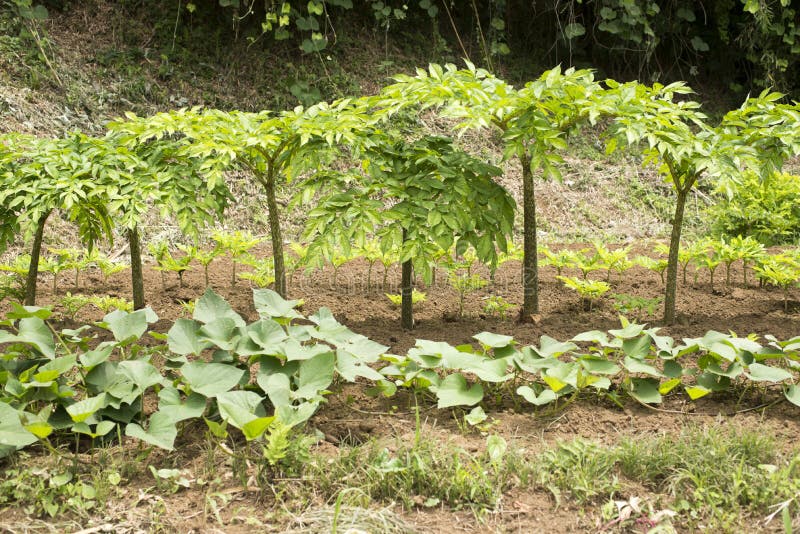 Lined konjac plant stock image. Image of industrial, natural - 85945811