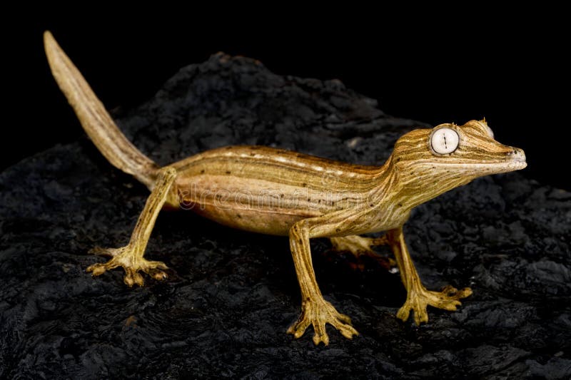 Leaf Tailed Gecko With Flying Fox Wings