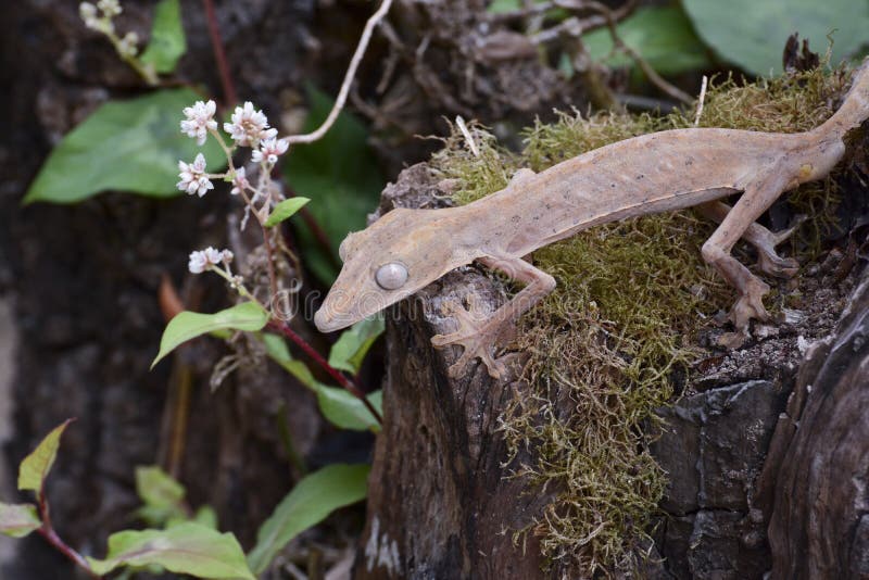 Masobe Gecko / Paroedura Masobe Stock Image - Image of african, reptile ...