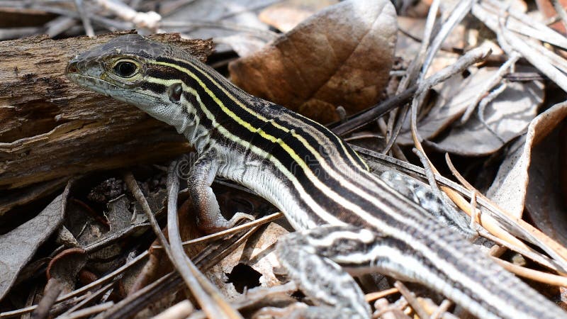 6 Lined Race Runner Lizard in Central Florida Leaf Litter Stock Photo ...