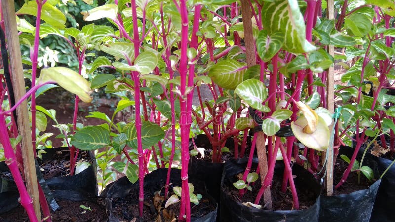 Lined Red Trees Planted in Pots Stock Image - Image of leaf, vegetable ...