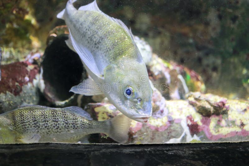Lined silver grunt stock image. Image of water, underwater - 71699067