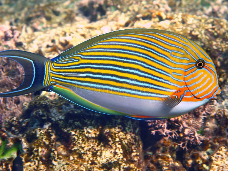 Lined surgeonfish stock image. Image of fiji, great, lined - 9591745