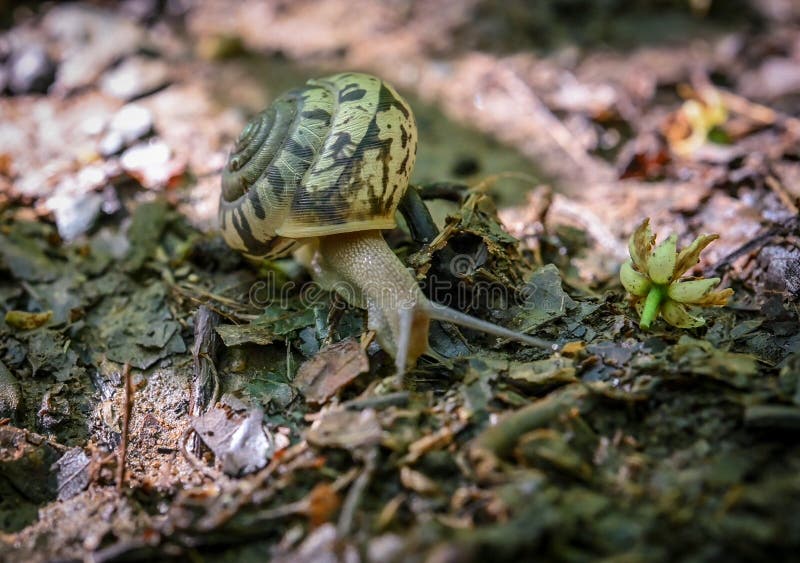 Lined Texture of Snail Shell Stock Photo - Image of close, antenna ...