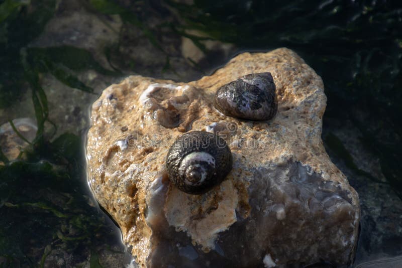 Lined Top Shells on a Rock, Also Called Phorcus Lineatus Stock Image ...