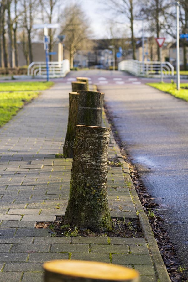 Lined-up and Cut-down Trees on a Street Stock Photo - Image of street ...