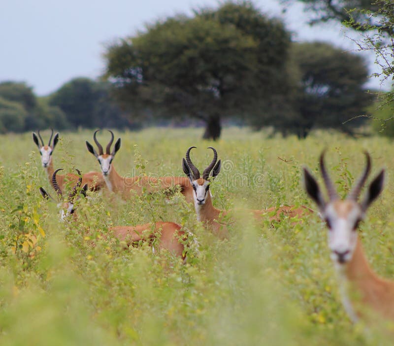 Lined-up Stare - Springbuck Stock Photo - Image of life, grazer: 26085764