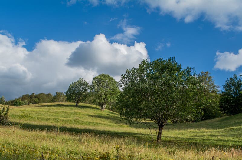 Lined up trees stock photo. Image of nature, beauty, beautiful - 74618480