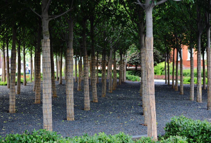Lined Up Young Trees in the City Park Trunks in the Row. Stock Image ...