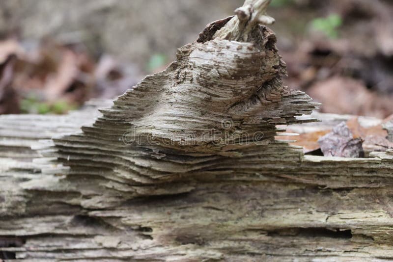 Lined weathered wood log stock image. Image of weathered - 215696817
