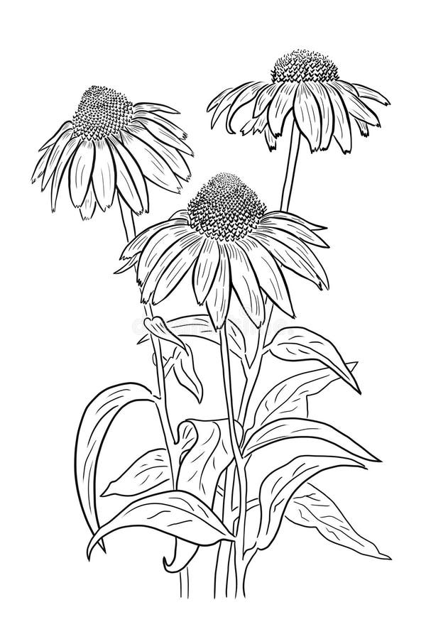 Line Drawing Echinacea Stock Illustrations – 296 Line Drawing Echinacea ...