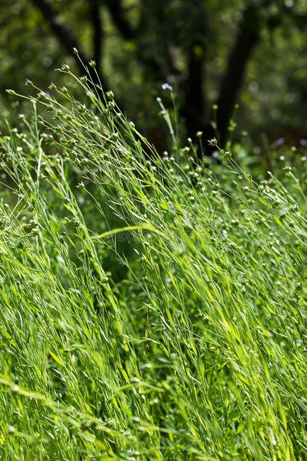 Linen stock photo. Image of linen, growing, fiber, production - 20244800