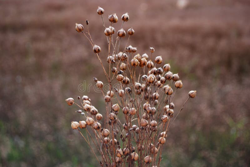 Linen field stock image. Image of linen, detail, field - 177083459