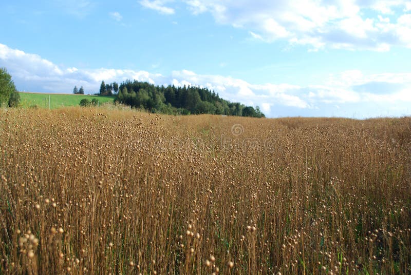 Linen Field in Normandy France Stock Image - Image of france, nature ...