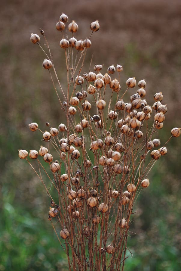 Linen field stock image. Image of summer, brown, plant - 179809535