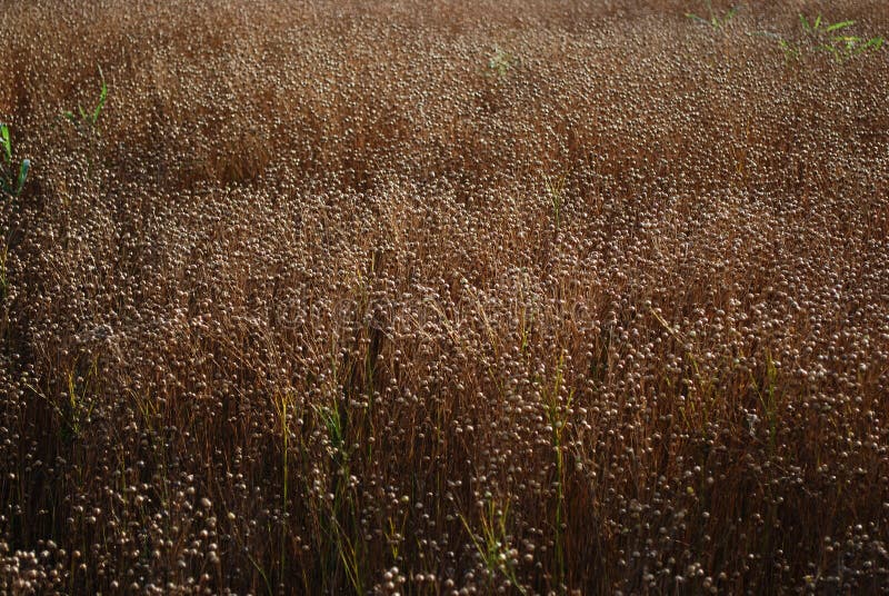Linen field stock image. Image of agriculture, flax - 233704823