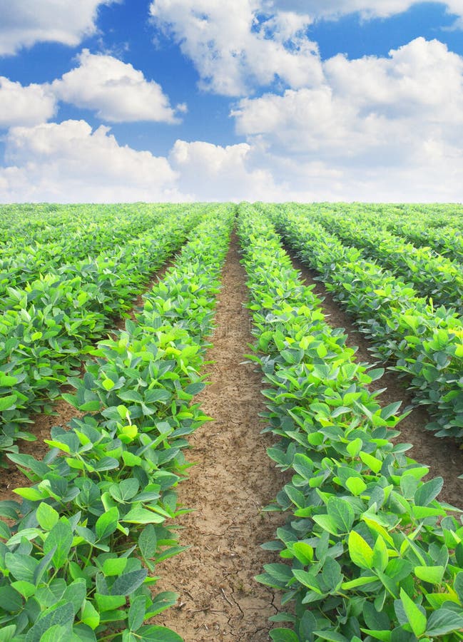 Lines from Agricultural Plants Stock Photo - Image of crop, lines: 15128998