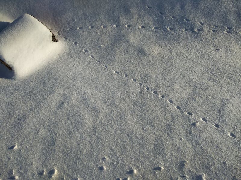 Mice Footprints Stock Photos - Free & Royalty-Free Stock Photos from ...