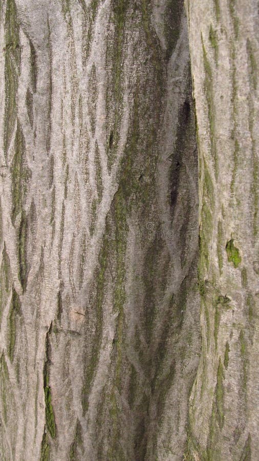Lines on the bark stock photo. Image of background, trunks - 51552666