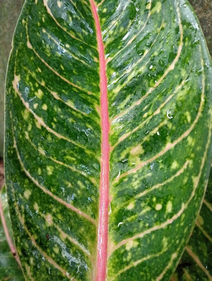 The Lines of a Beautiful Red Leaf are Charming Stock Image - Image of ...