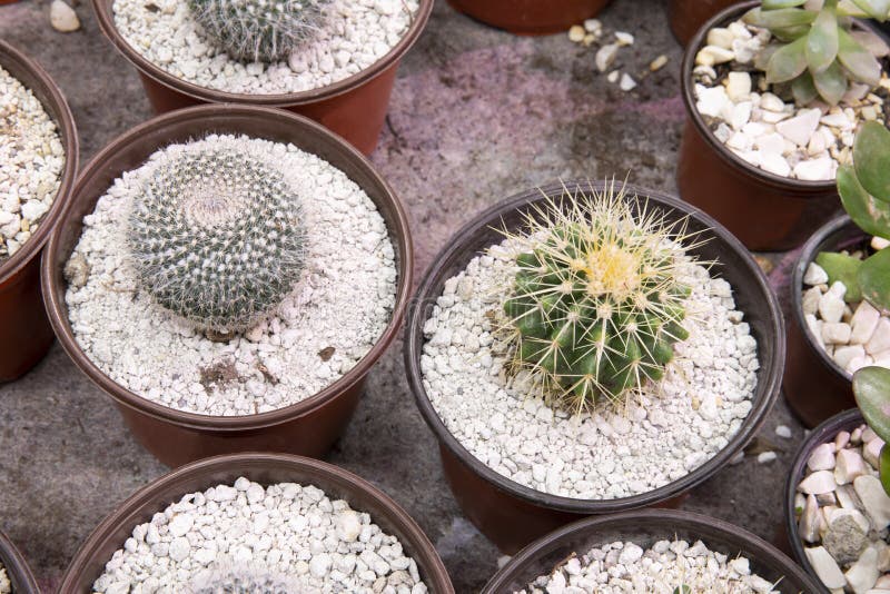 Lines of cactus outside stock image. Image of stones - 145152831