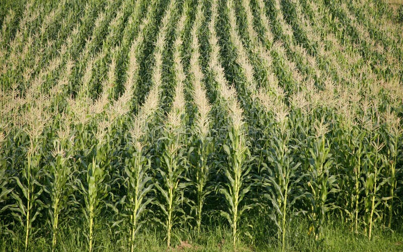 Lines of Corn Shoots on Big Cornfield Stock Image - Image of young ...