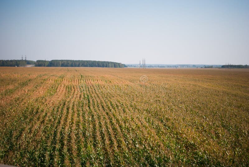 Lines of Corn Shoots on Big Cornfield Stock Image - Image of young ...