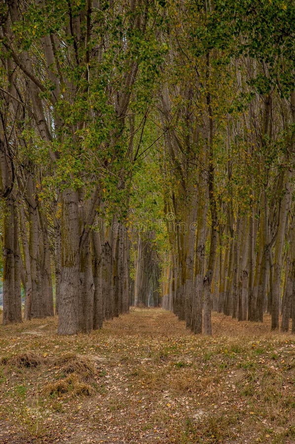 Lines in Forest stock photo. Image of forest, river, autumm - 28839266