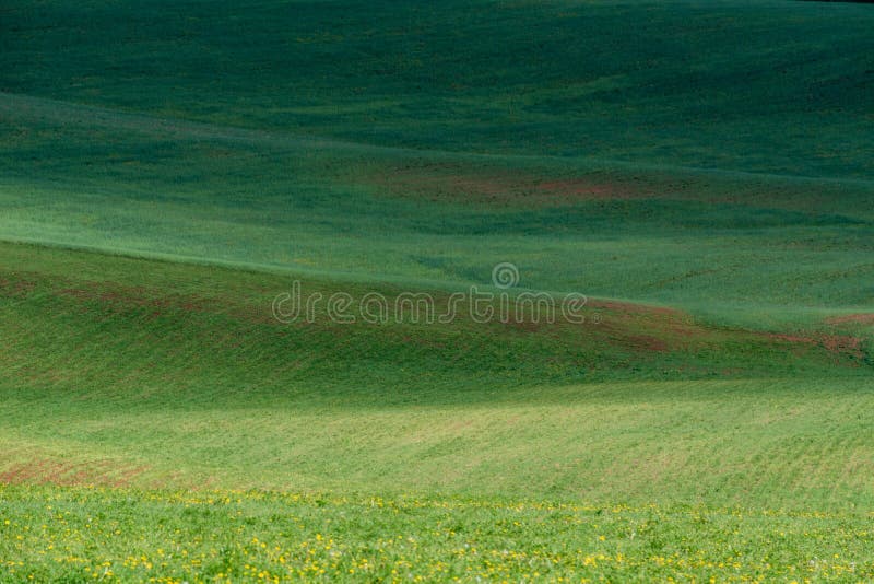 The Lines of Green Hills Create Beautiful Patterns Like Waves ...