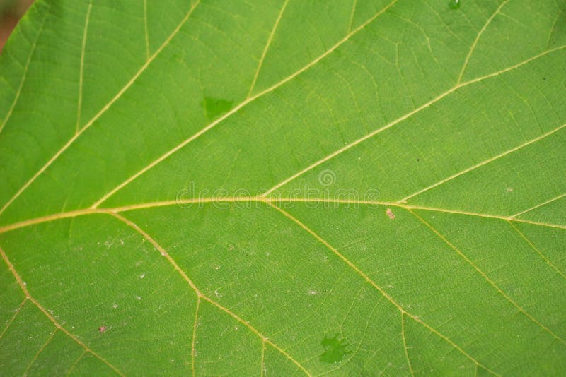 Green Teak Leaves Closeup stock image. Image of fall - 233653903