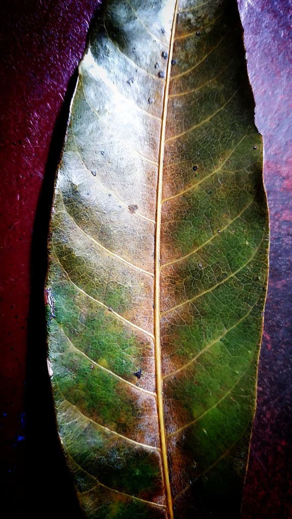 The Lines of Mango Leaf Bones are Like Branching Roads Stock Image ...