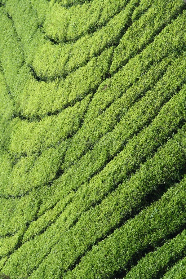 Lines and Patterns in Tea Plantations Stock Photo - Image of hills ...