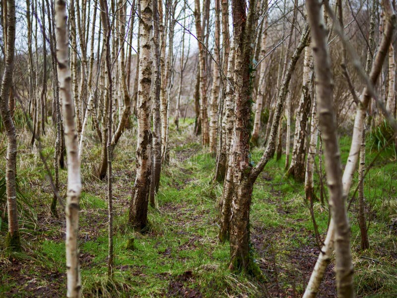 Lines of Planted Young Birch Trees in a Park or Forest. Beautiful Tree ...