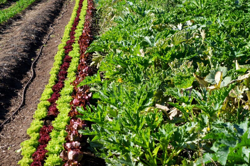 Lines of Plants in a Vegetable Patch Stock Image - Image of leaves ...