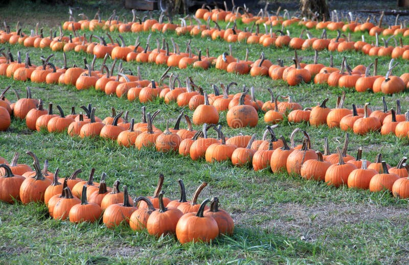 Lines of Pumpkins stock image. Image of horizontal, fall - 68803359