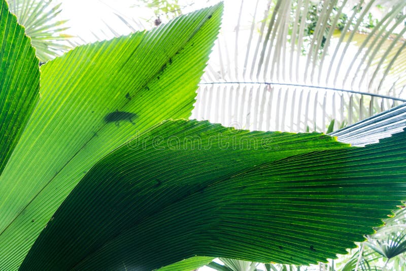 Lines of Rustling Leaves Look Beautiful Against the Light. Stock Photo ...