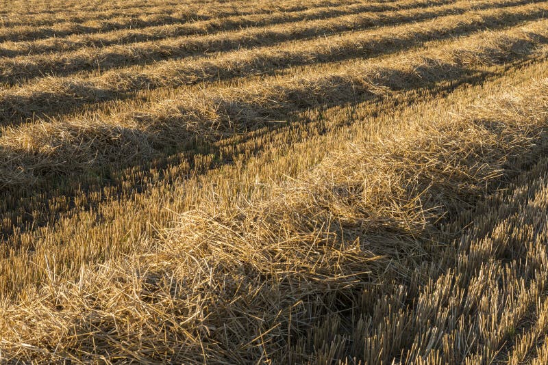 Lines of Straw stock photo. Image of thresh, wheat, field - 46524086