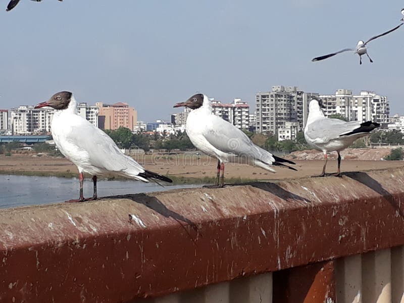 Beutyfull in a Bird& Quiet Moments Stock Photo - Image of autumn ...