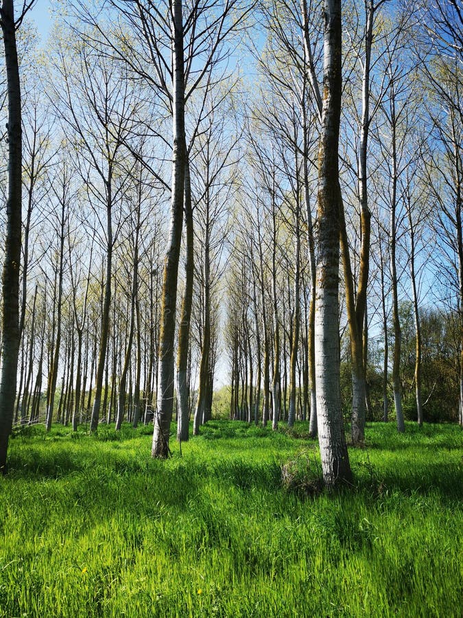 Lines of trees in a meadow stock photo. Image of green - 222762054