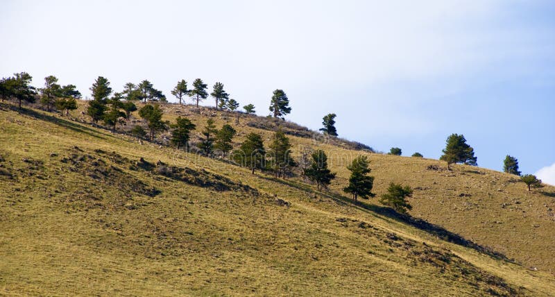 Lines of Trees on an Open Hillside Stock Image - Image of march, upward ...