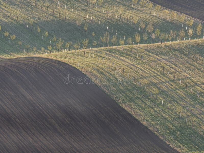 Lines of Trees on Rolling Hills at Sunset Stock Photo - Image of czech ...